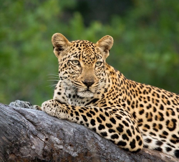 A Week in the Bush Vol. 456 | Sabi Sabi