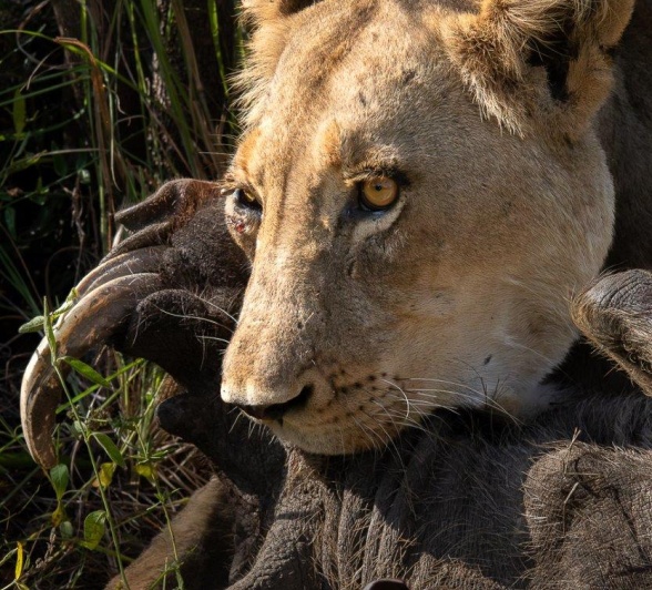 A Week in the Bush Vol. 493 | Sabi Sabi