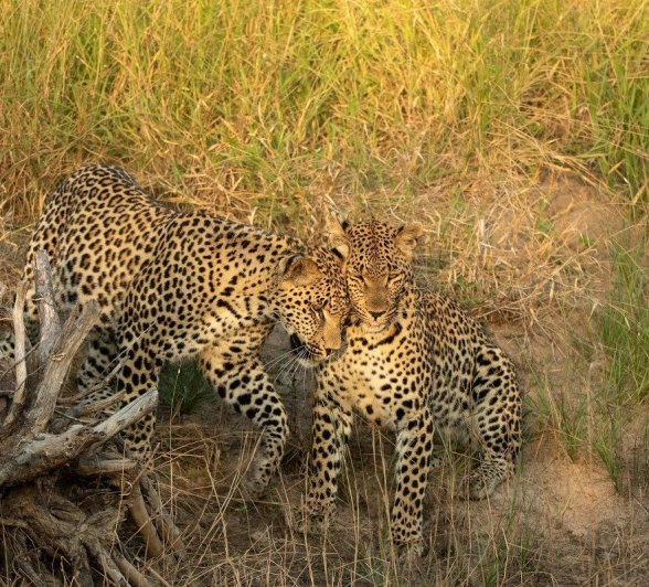 A Week in the Bush Vol. 456 | Sabi Sabi