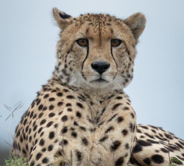 A Week in the Bush Vol. 469 | Sabi Sabi
