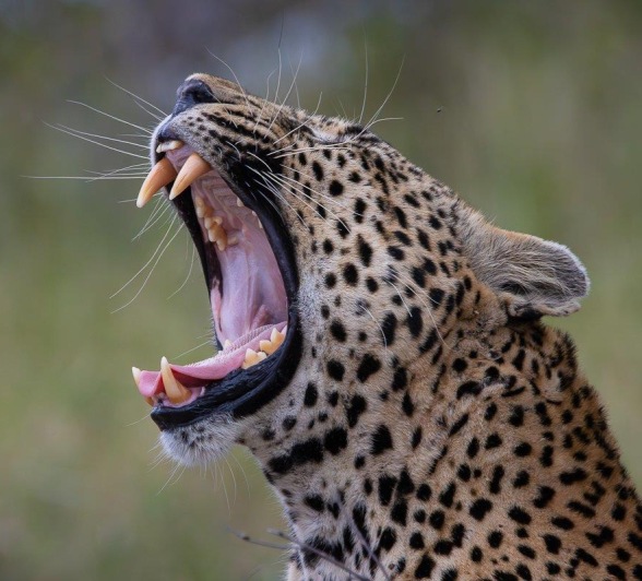 A Week in the Bush Vol. 496 | Sabi Sabi