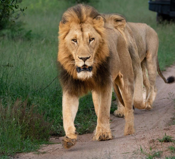 A Week in the Bush Vol. 448 | Sabi Sabi