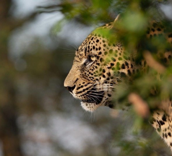 A Week in the Bush Vol. 460 | Sabi Sabi