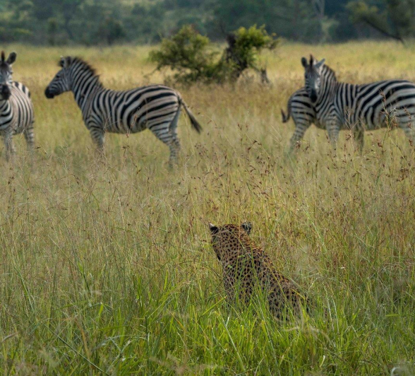 A Week in the Bush Vol. 453 I Sabi Sabi