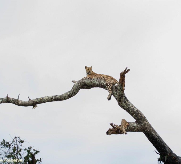 A Week in the Bush Vol. 462 |Sabi Sabi