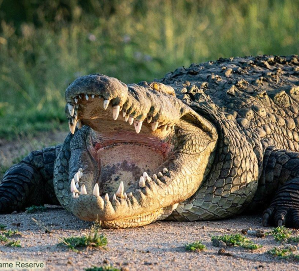 A Week in the Bush Vol. 444 | Sabi Sabi