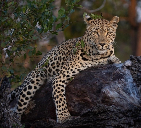A Week in the Bush Vol. 460 | Sabi Sabi