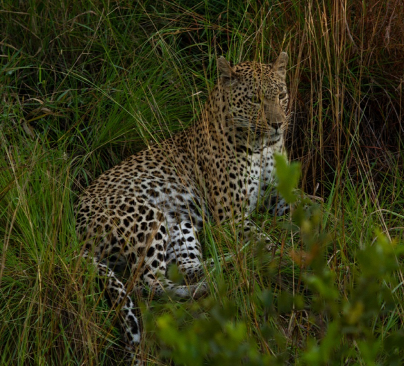 Tracking Kigelia I Sabi Sabi