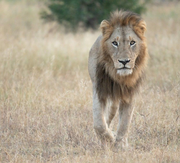 A Week in the Bush Vol. 459 | Sabi Sabi