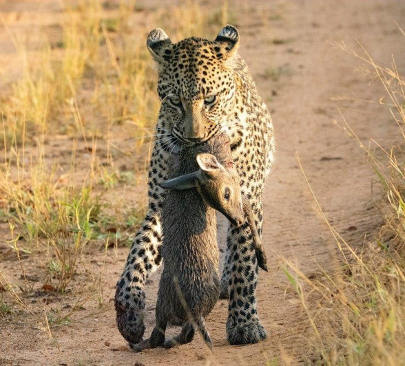 A Week in the Bush Vol. 460 | Sabi Sabi