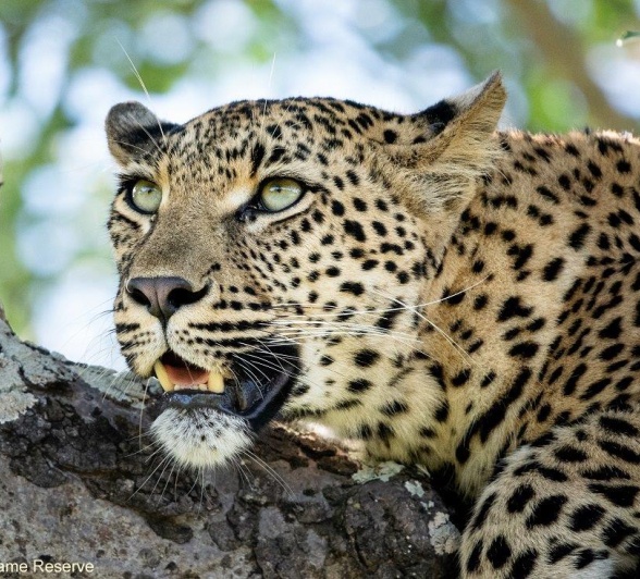 A Week in the Bush Vol. 444 | Sabi Sabi