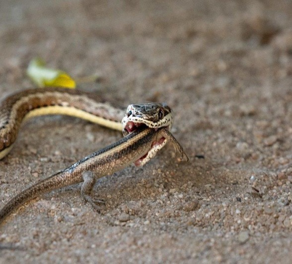 All in a Day | Sabi Sabi