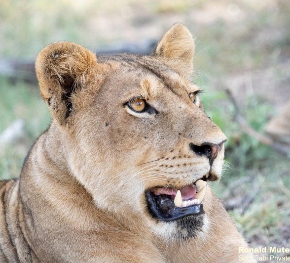 A Week in the Bush Vol. 444 | Sabi Sabi