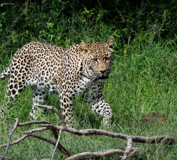 A Week in the Bush Vol. 489 | Sabi Sabi