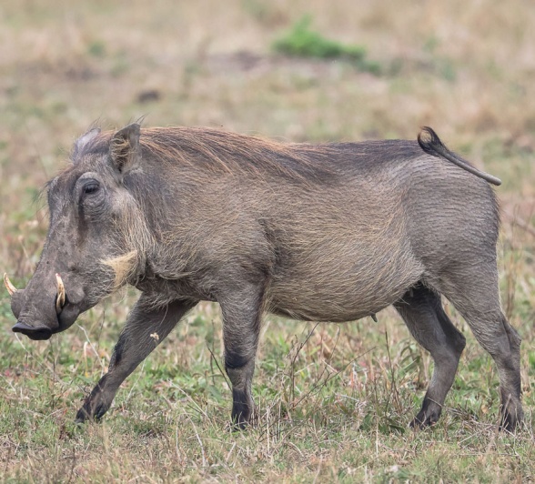 The not so well known ‘Ugly Five’ | Sabi Sabi