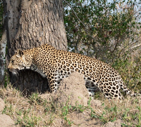 A Week in the Bush Vol. 471 | Sabi Sabi