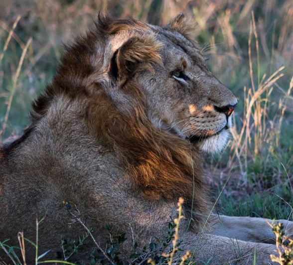 A Week in the Bush Vol. 463 |Sabi Sabi