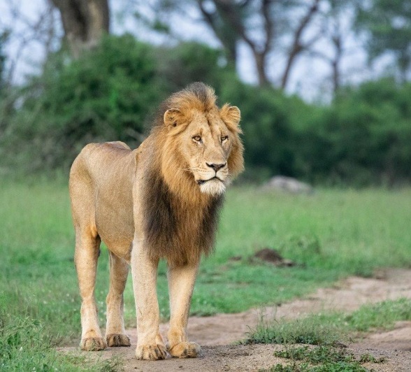 A Week in the Bush Vol. 448 | Sabi Sabi