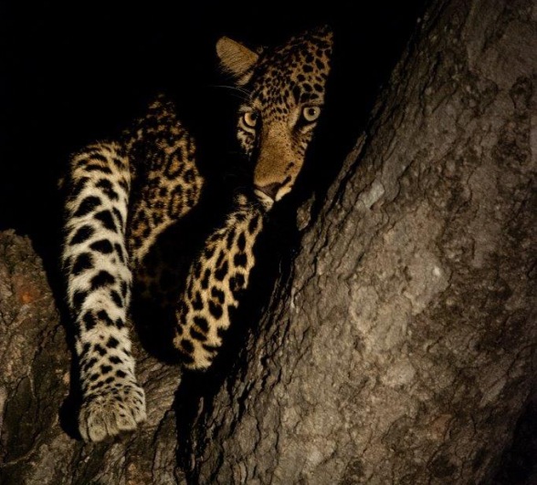 All in a Day | Sabi Sabi