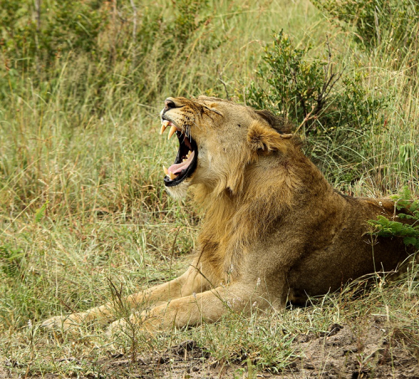 A Week in the Bush Vol.445 | Sabi Sabi