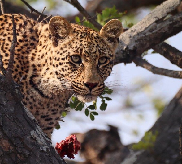 A Week in the Bush Vol. 512 | Sabi Sabi