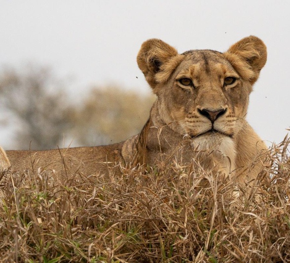 A Week in the Bush Vol. 472 | Sabi Sabi