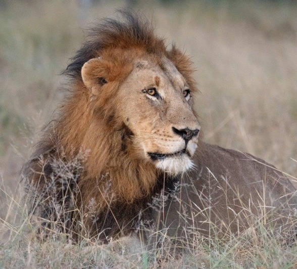 A Week in the Bush Vol. 457 | Sabi Sabi