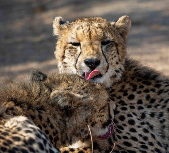 A Week in the Bush Vol. 466 |Sabi Sabi