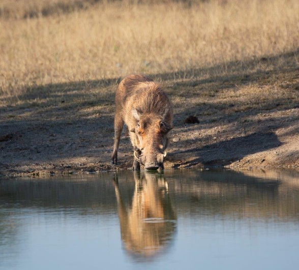 A Week in the Bush Vol. 508 | Sabi Sabi