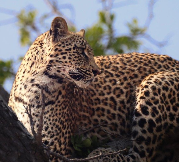 A Week in the Bush Vol. 512 | Sabi Sabi