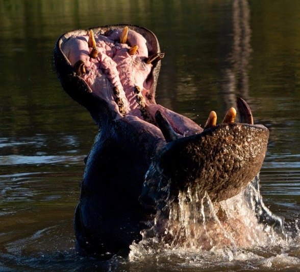 A Week in the Bush Vol. 453 I Sabi Sabi