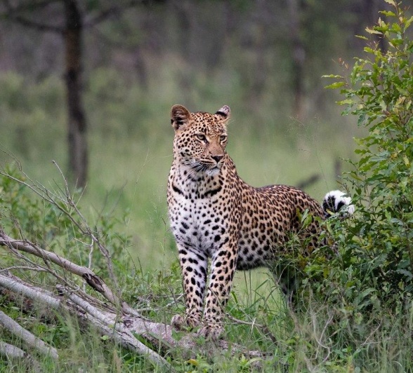 A Week in the Bush Vol. 448 | Sabi Sabi