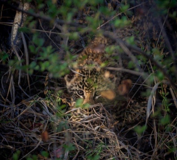 A Week in the Bush Vol. 474 | Sabi Sabi