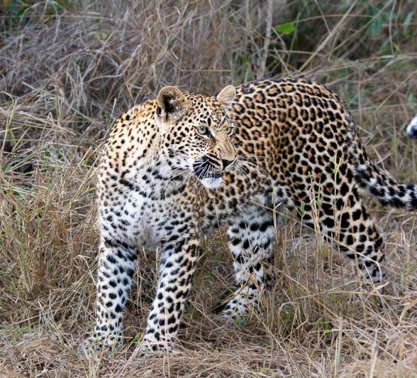 A Week in the Bush Vol. 508 | Sabi Sabi