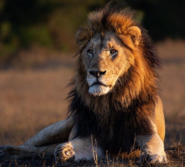 A Week in the Bush Vol. 508 | Sabi Sabi