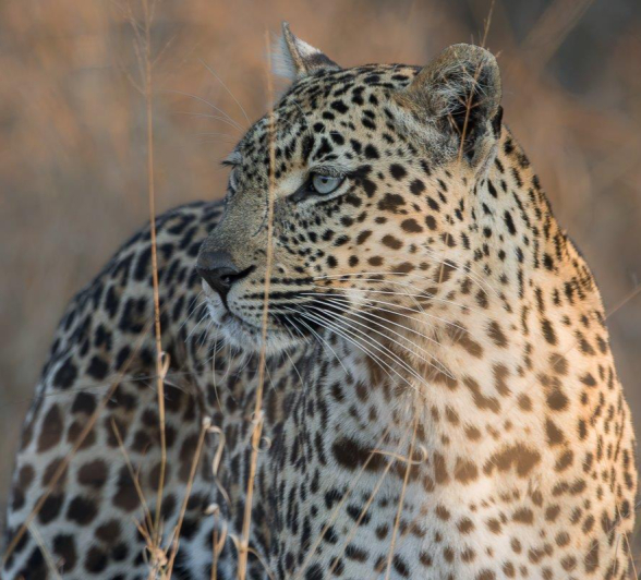 A Week in the Bush Vol. 465 | Sabi Sabi