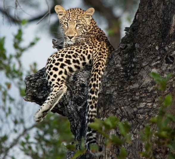 A Week in the Bush Vol. 502 I Sabi Sabi