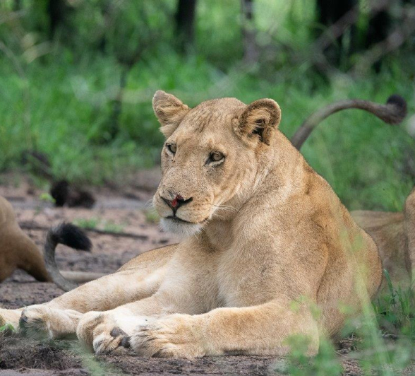 A Week in the Bush Vol.447 | Sabi Sabi