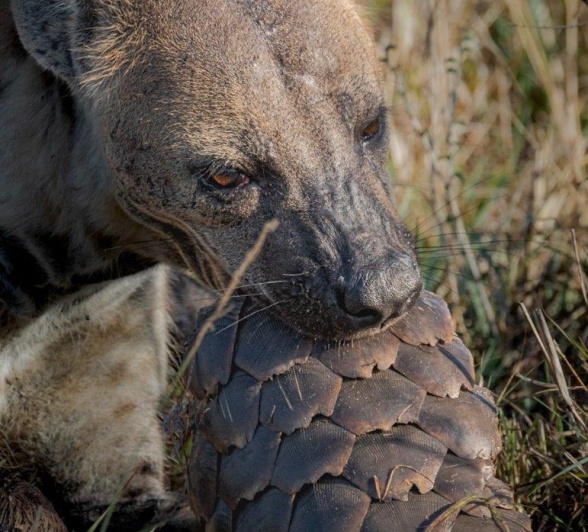 A Week in the Bush Vol. 476 | Sabi Sabi