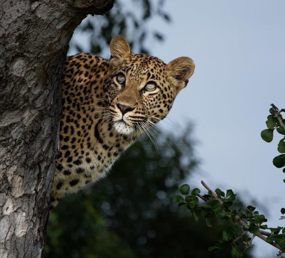 A Week in the Bush Vol. 460 | Sabi Sabi