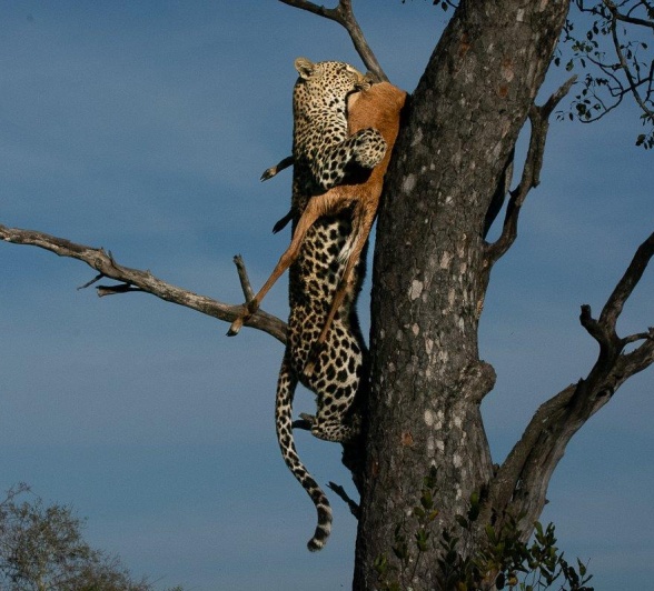 A Week in the Bush Vol. 462 |Sabi Sabi