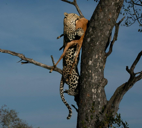 A Week in the Bush Vol. 462 |Sabi Sabi