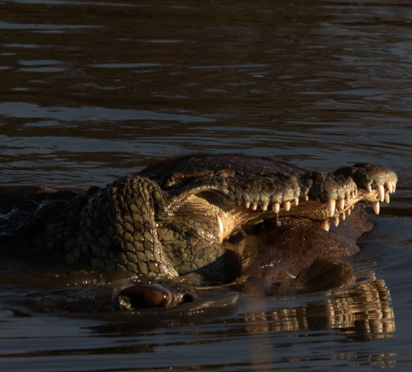 A Week in the Bush Vol. 465 | Sabi Sabi