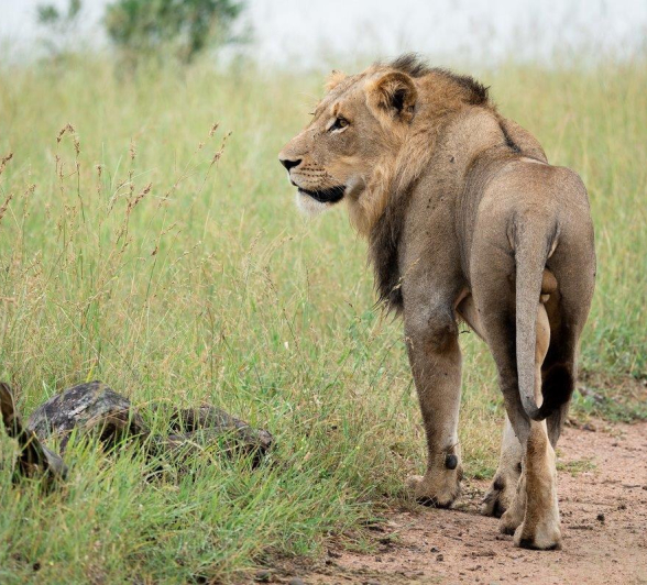 A Week in the Bush Vol.446 | Sabi Sabi