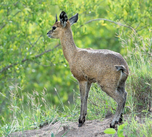A Week in the Bush Vol. 449 | Sabi Sabi