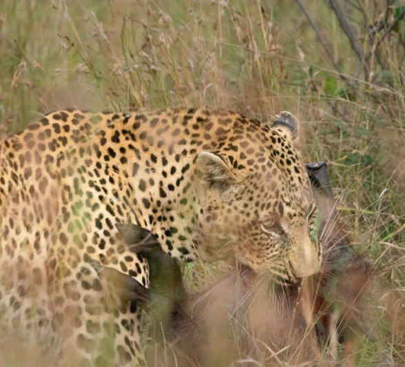 A Week in the Bush Vol. 460 | Sabi Sabi