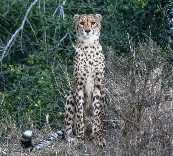 How do all the predators in Africa live together? |Sabi Sabi