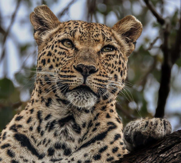 A Week in the Bush Vol. 464 | Sabi Sabi