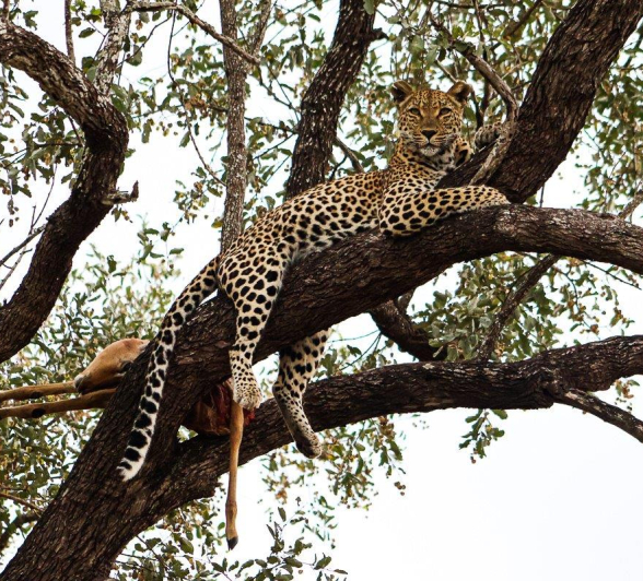 How do all the predators in Africa live together? |Sabi Sabi