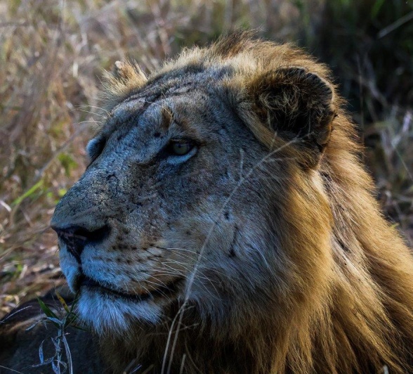 A Week in the Bush Vol. 467 |Sabi Sabi